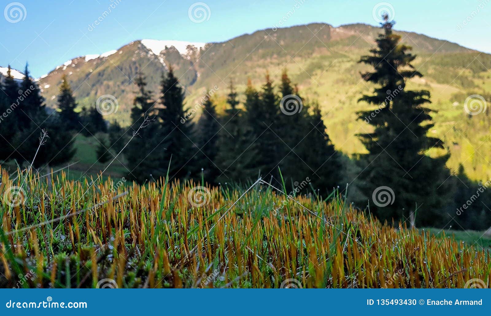 Good morning in running stock photo. Image of running - 135493430