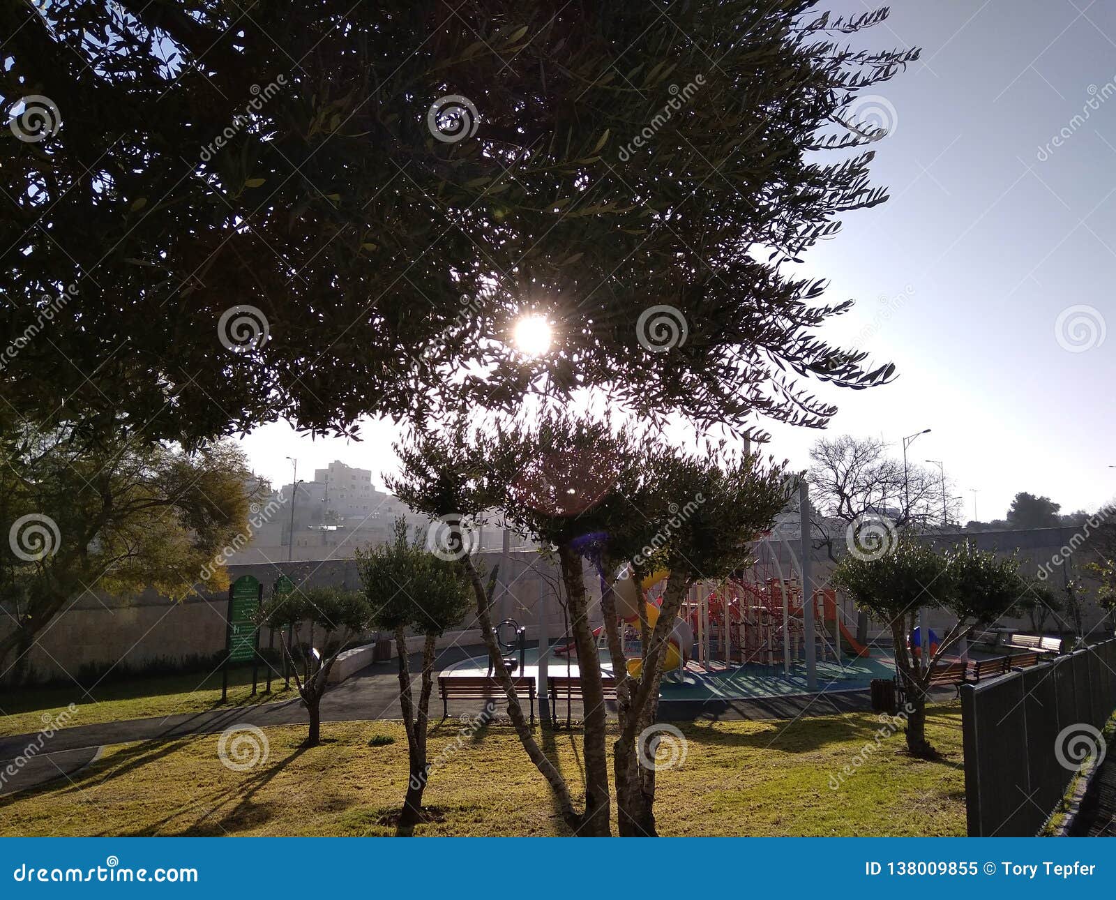 Good morning stock image. Image of trees, good, morning - 138009855