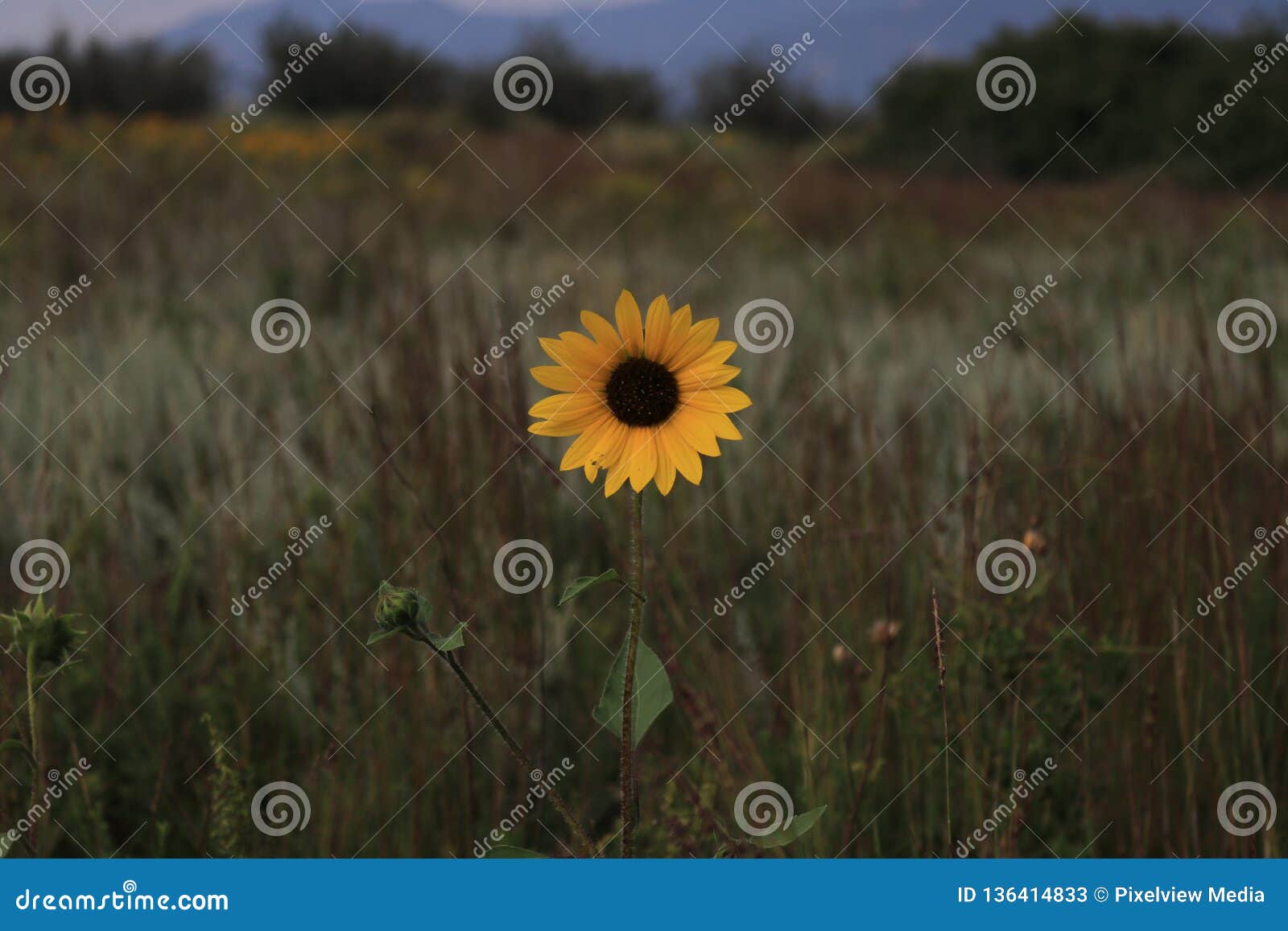 Good Morning Sunflower in Meadow Stock Image - Image of nature ...