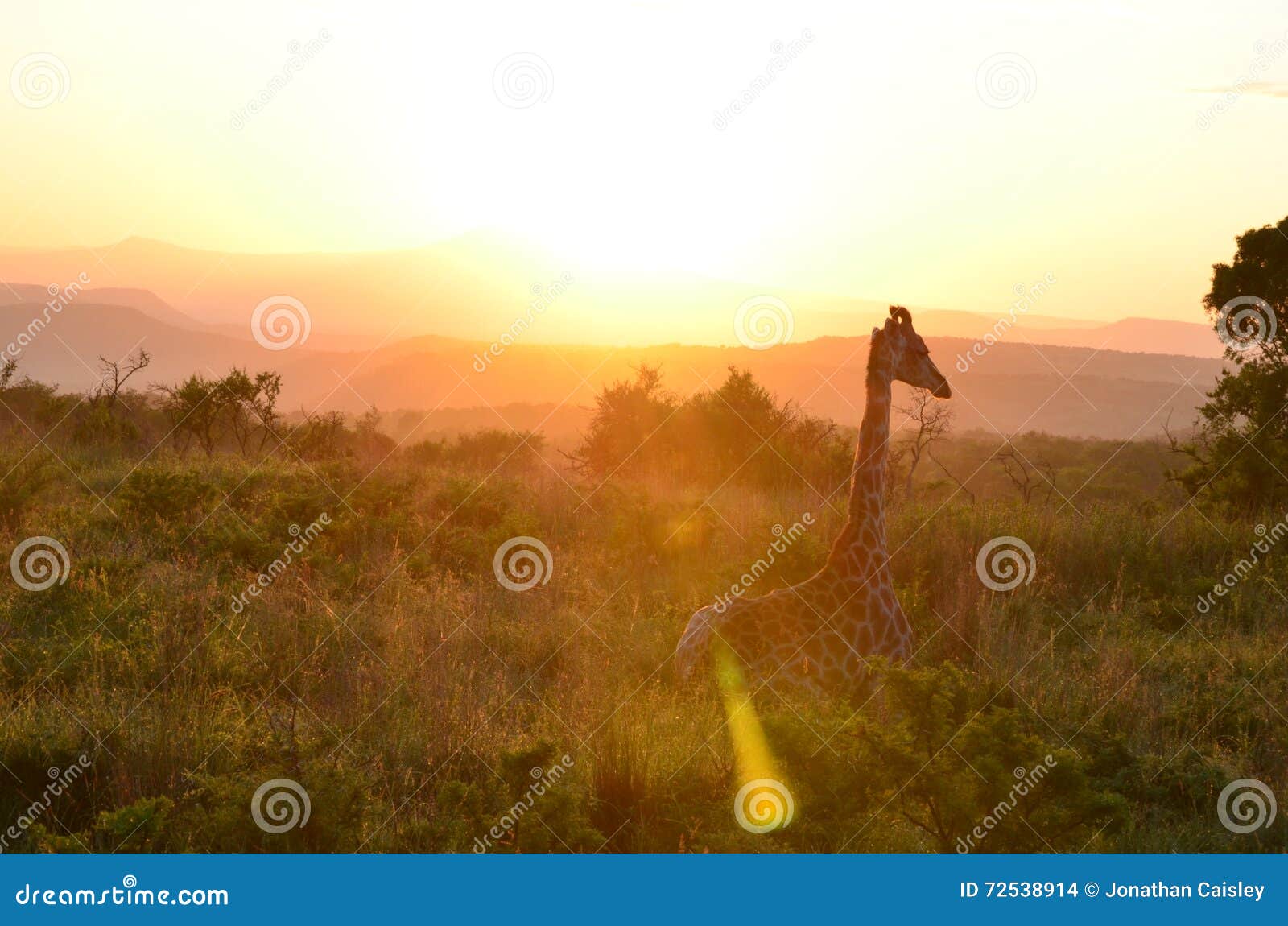 Good morning stock photo. Image of pasture, plain, dawn - 72538914
