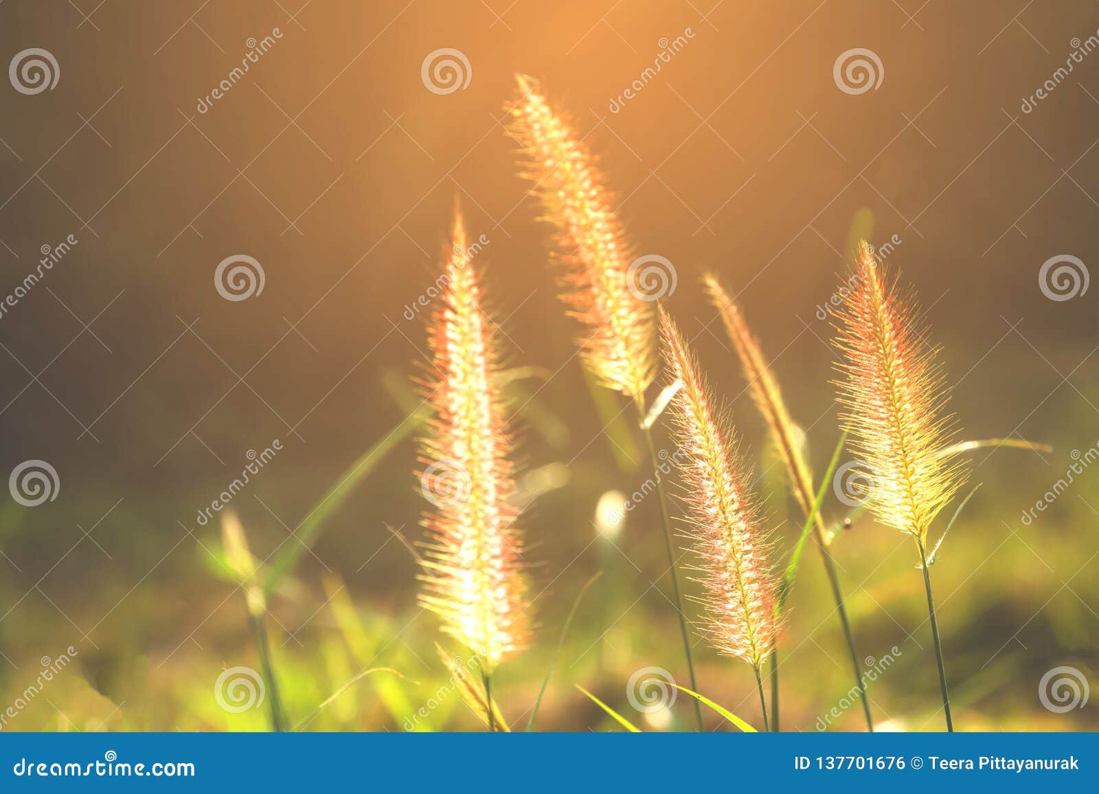 Good Morning Sunshine with Soft Grass Flowers. Stock Photo - Image of ...