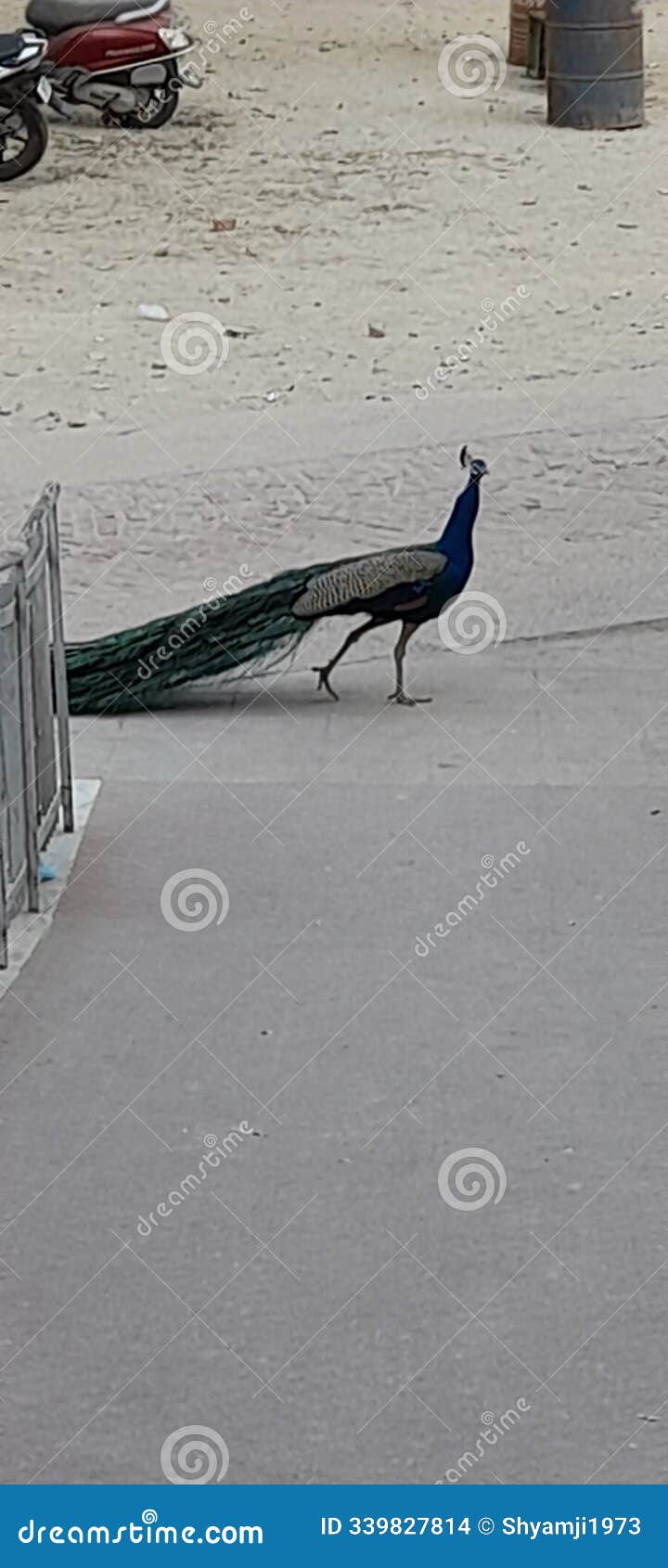 A Good Morning View with Picock Stock Photo - Image of road, wall ...