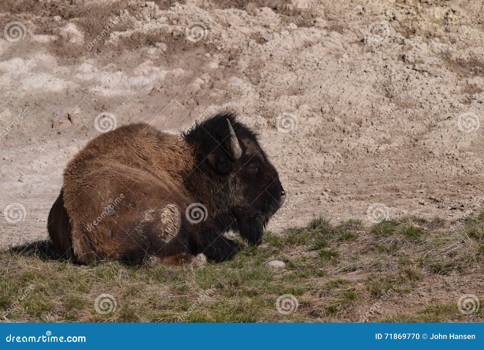 Good morning wallow stock photo. Image of fauna, buffalo - 71869770
