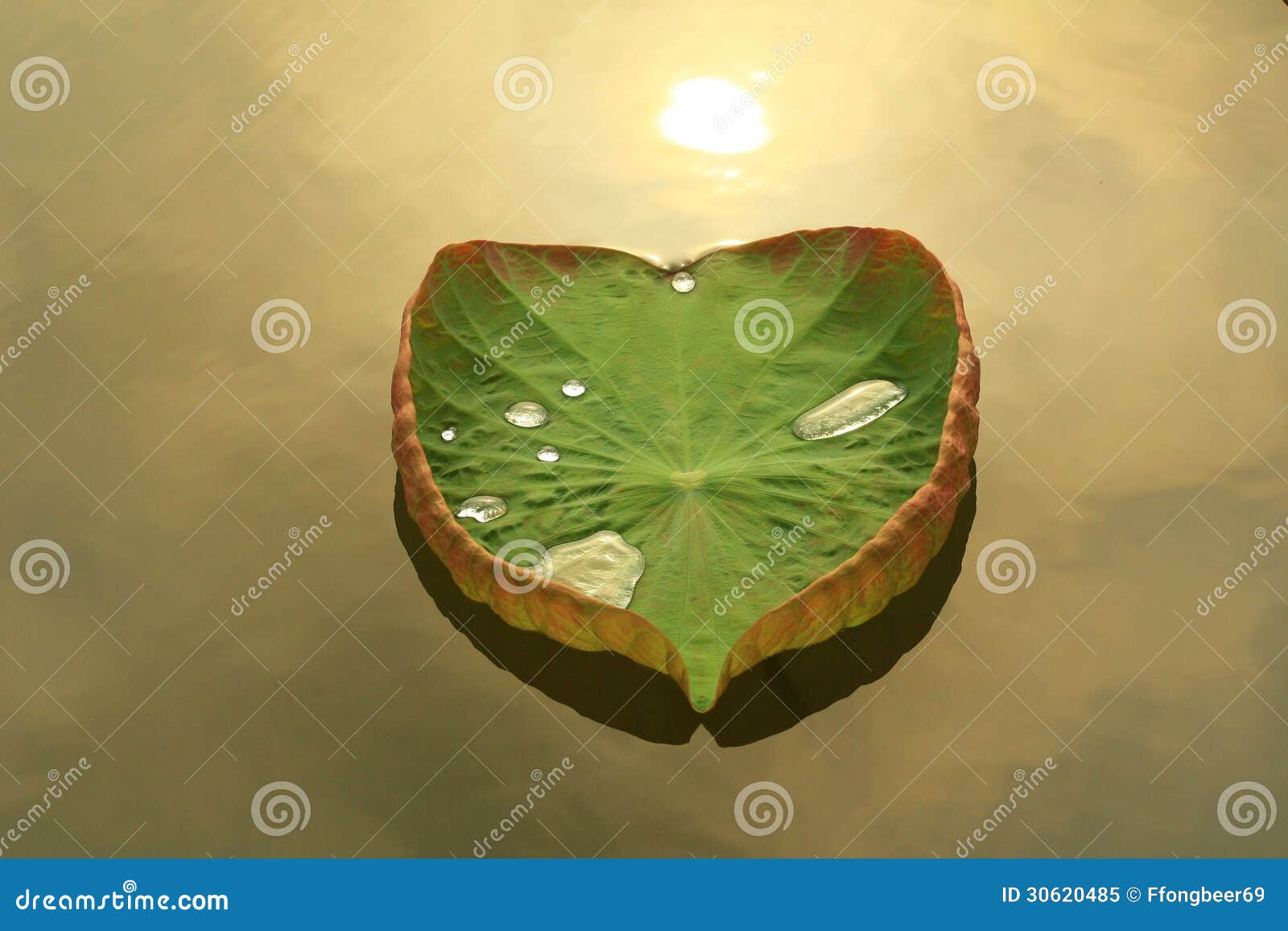 Water Drop On Lotus Leaf