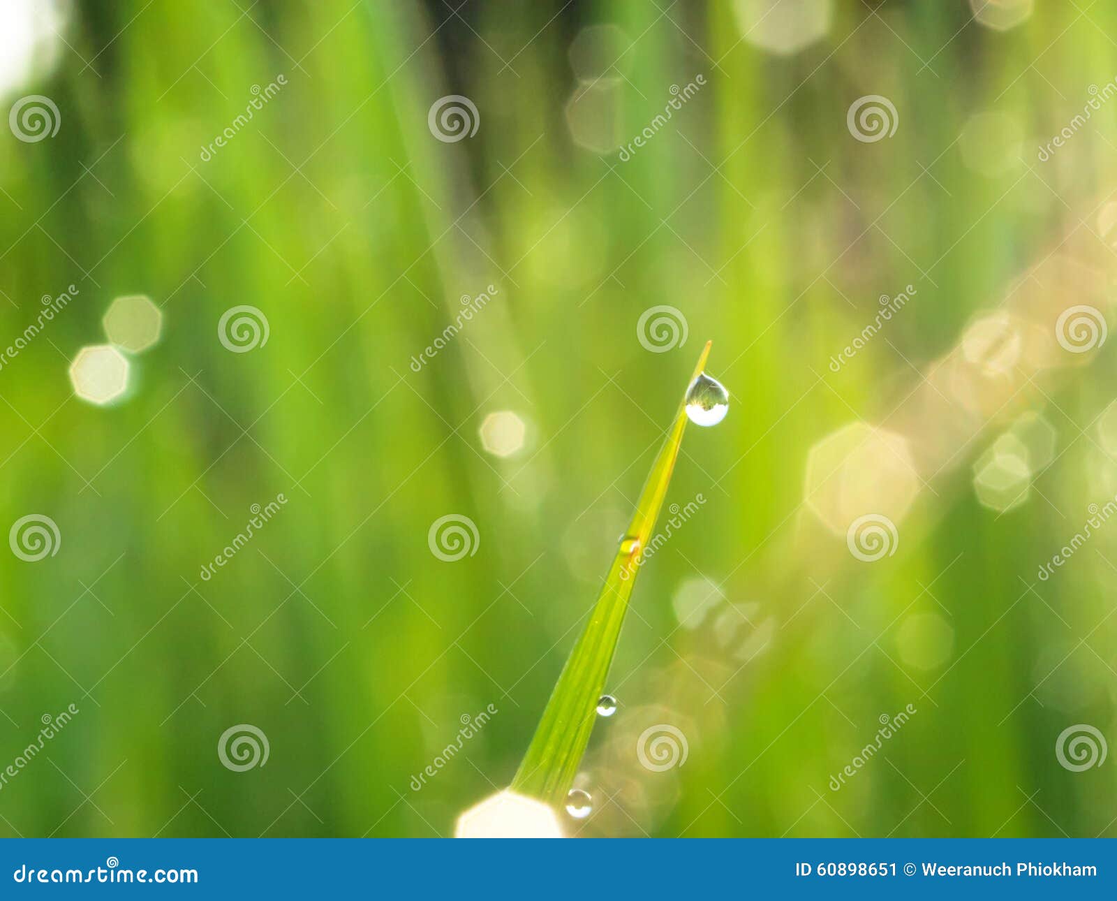 Good Morning with Water Drops Stock Image - Image of scene, fresh: 60898651