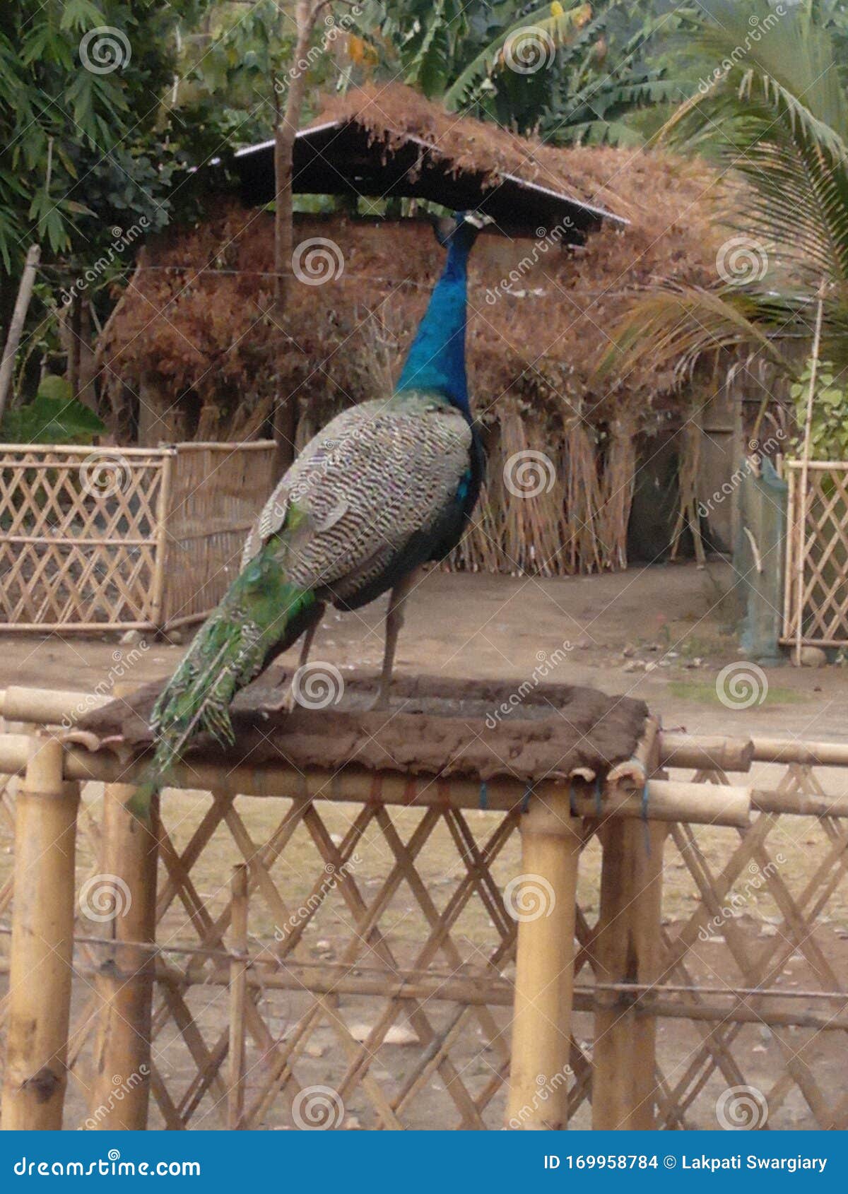 Pickoc Stock Photos - Free & Royalty-Free Stock Photos from Dreamstime