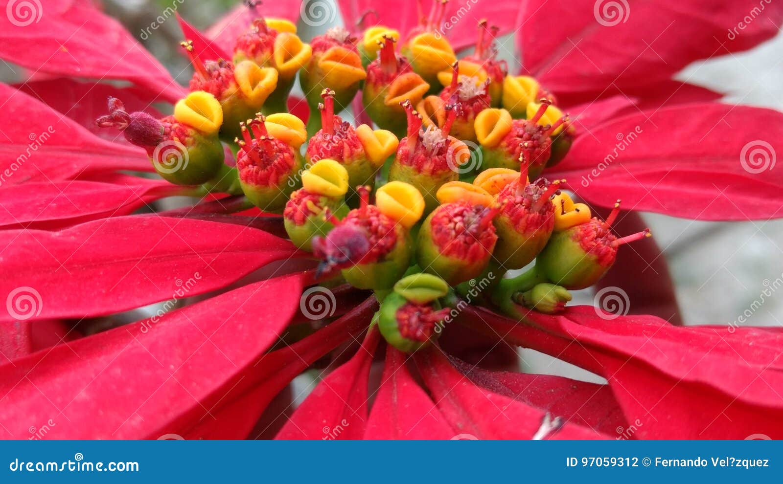 Good night stock photo. Image of beautiful, plant, seeds - 97059312