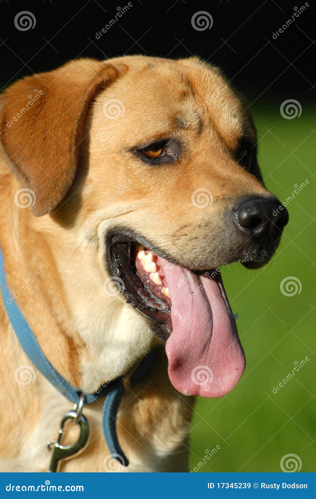 Yellow Lab Bloodhound Mix