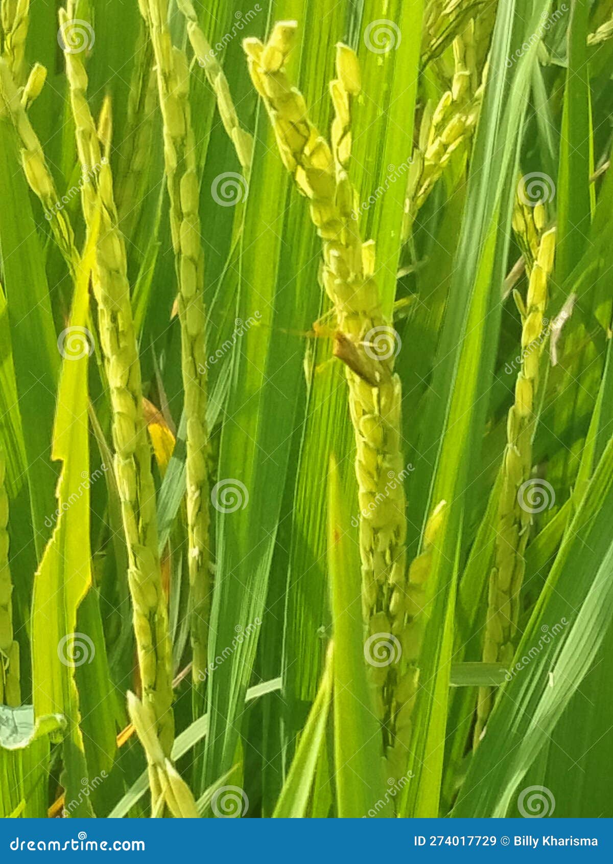 This is Good Paddy Rice from Kuningan Stock Image - Image of good, rice ...