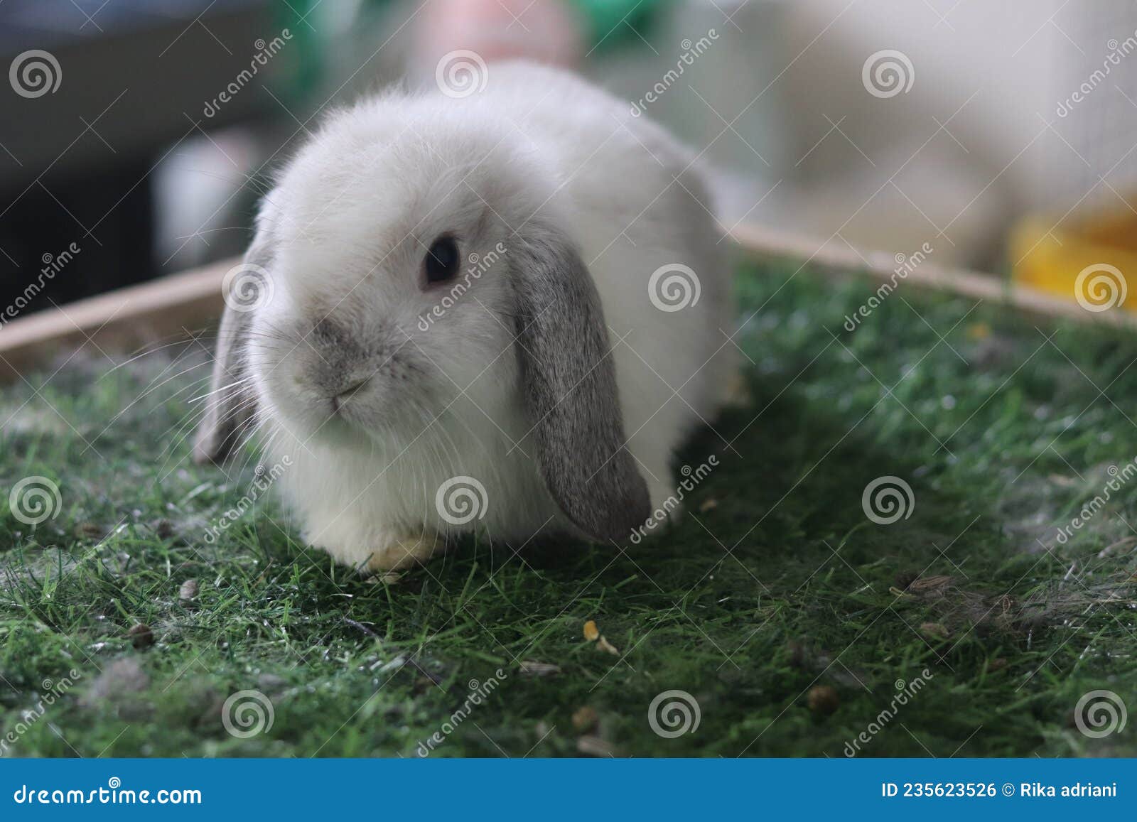Good Pose of Gorgeous Holland Loop Rabbit Stock Photo - Image of ...