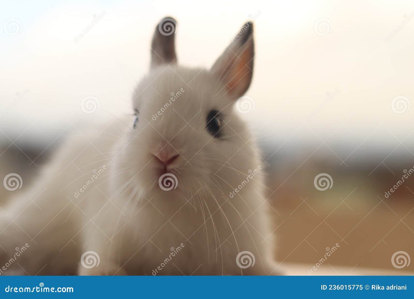 The Good Pose of Gorgeous Little Rabbit Stock Image - Image of pose ...