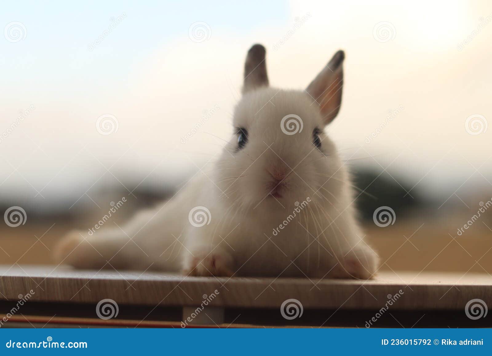 The Good Pose of Gorgeous Little Rabbit Stock Photo - Image of gerbil ...