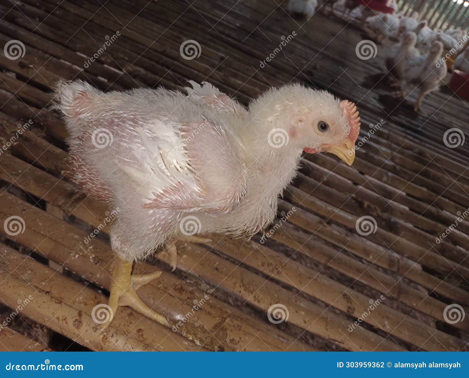 Good Quality Broiler Chicken Stock Photo - Image of broiler, chicken ...