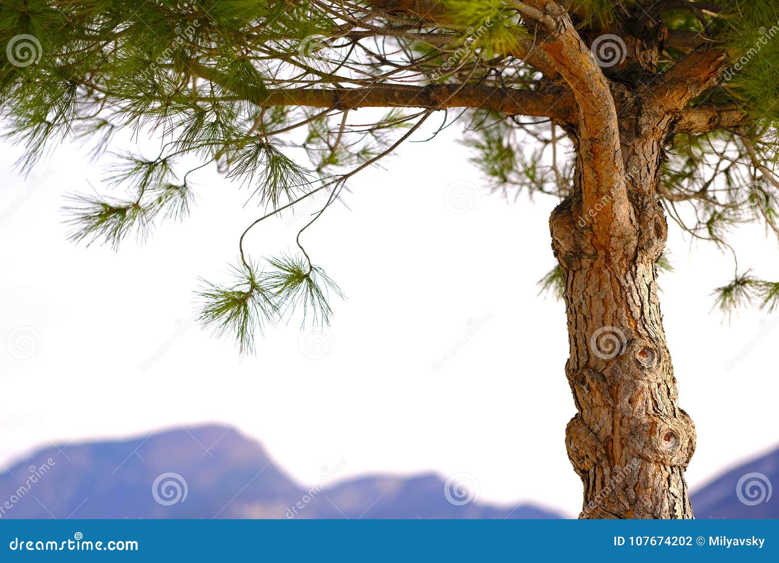 Pine Tree Branch Texture