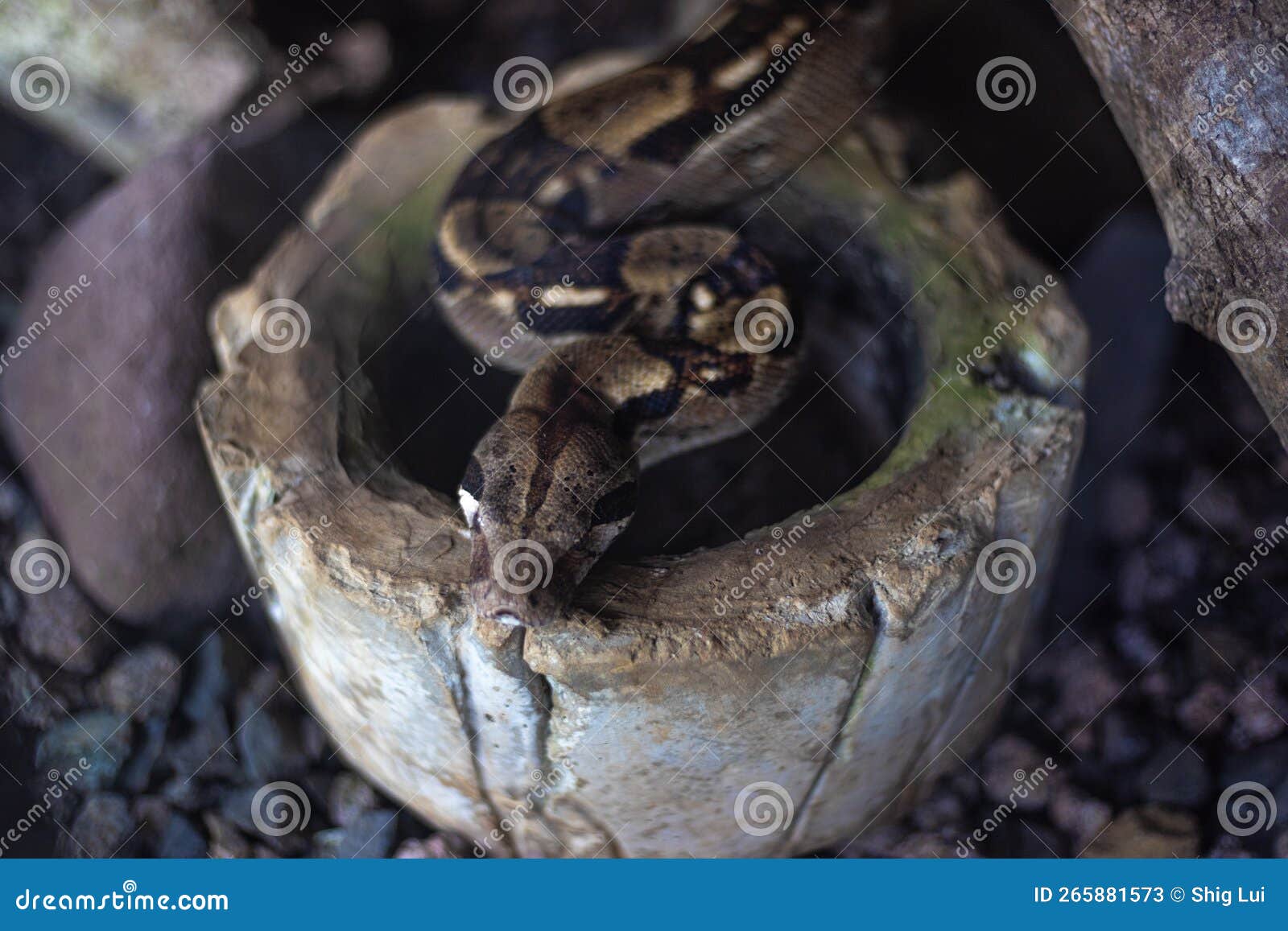 Good Size Python Servant Seen From Above Stock Image Image Of Predator Color 265881573