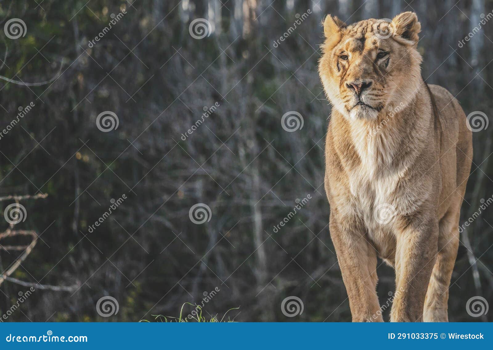 Good-sized Male Lion Looking Straight Ahead Stock Image - Image of ...