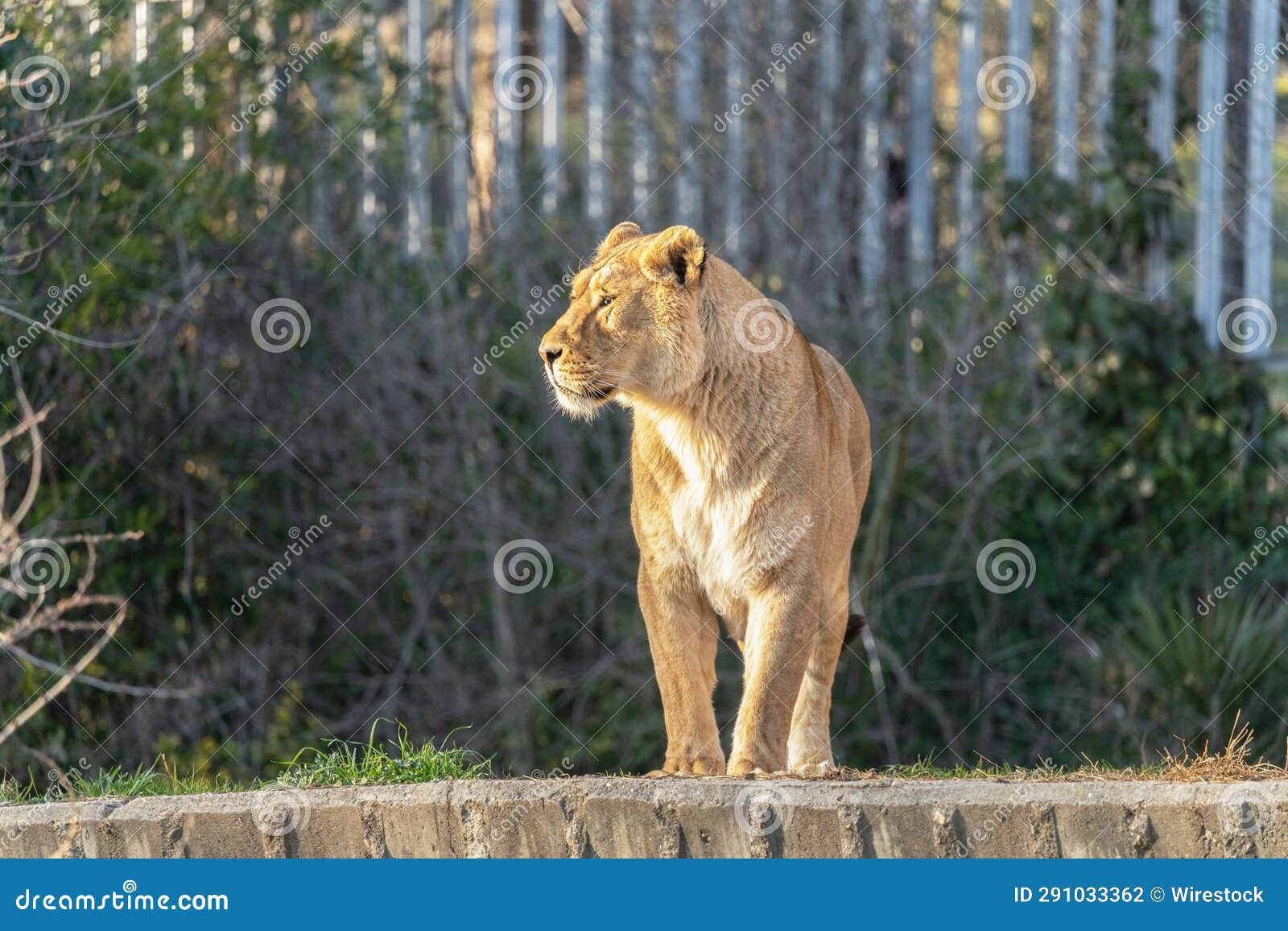 Good Sized Male Lion Looking To One Side. Stock Photo - Image of female ...