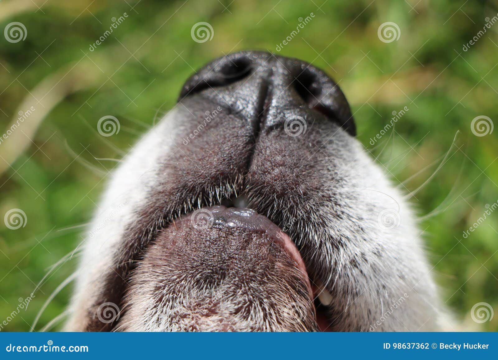 Good sniffs stock photo. Image of smelling, fresh, beagle - 98637362