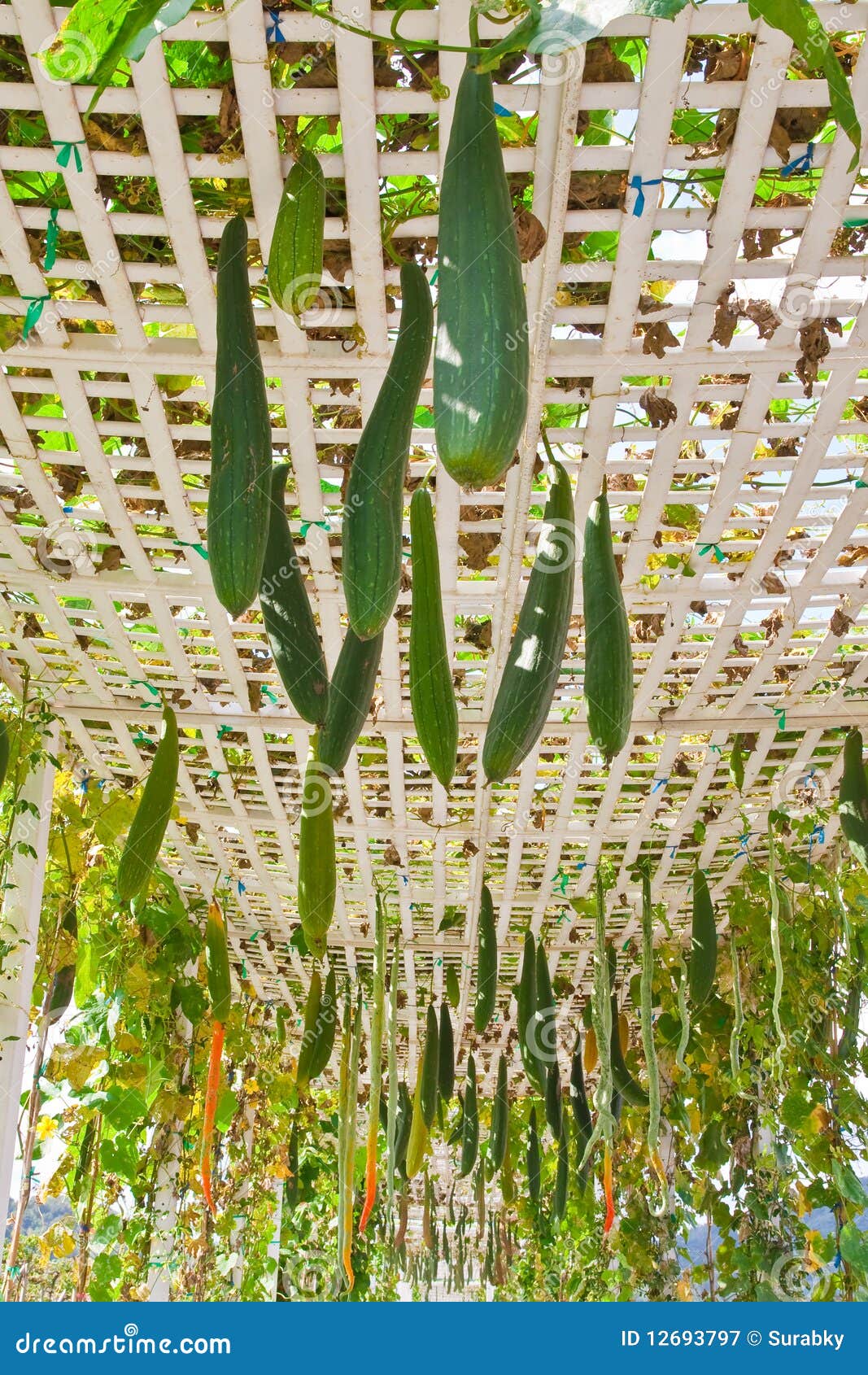 Good strain vegetables stock image. Image of cook, plant - 12693797