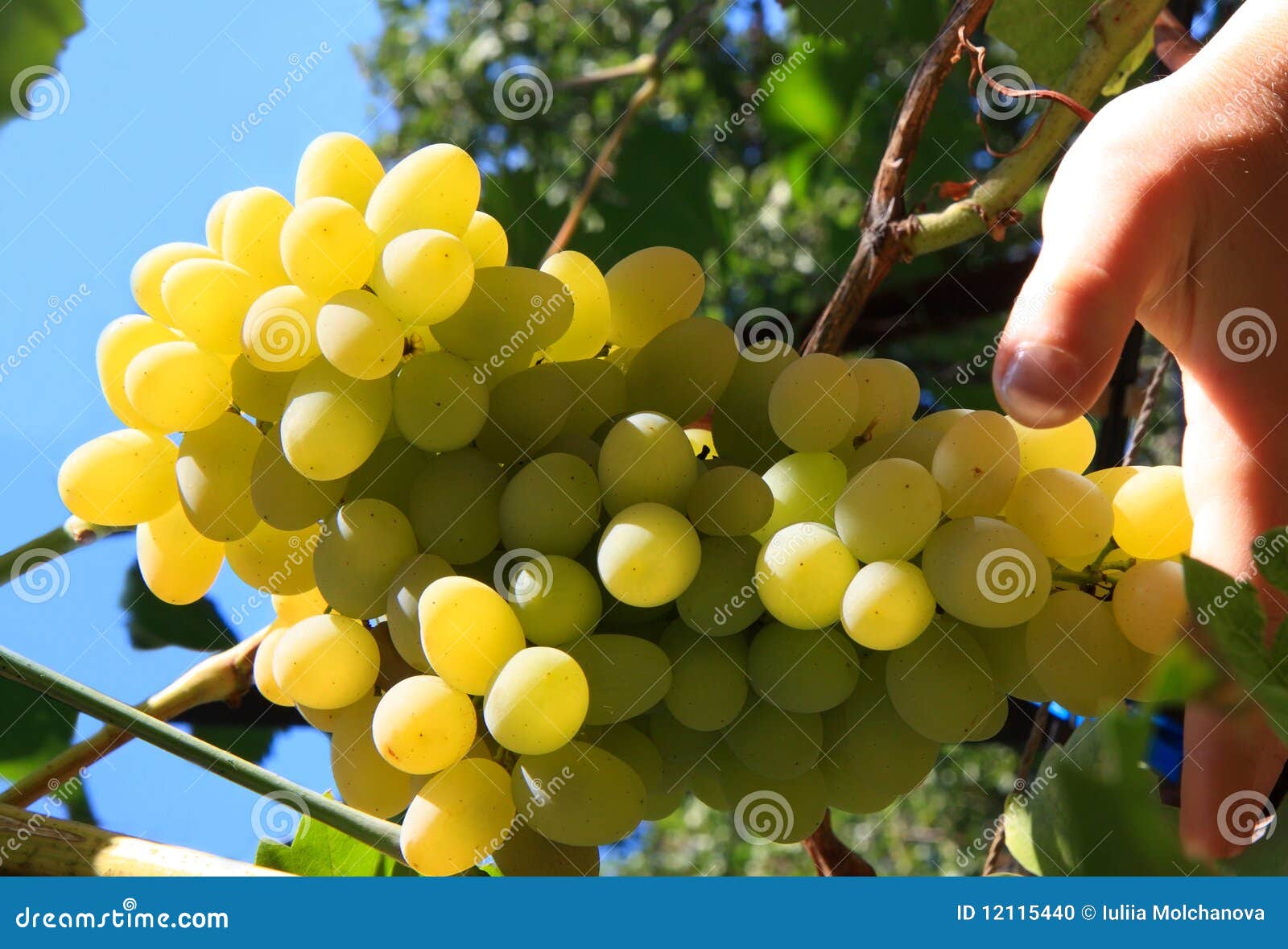 Good summer_good vine stock photo. Image of bunch, horizontal - 12115440