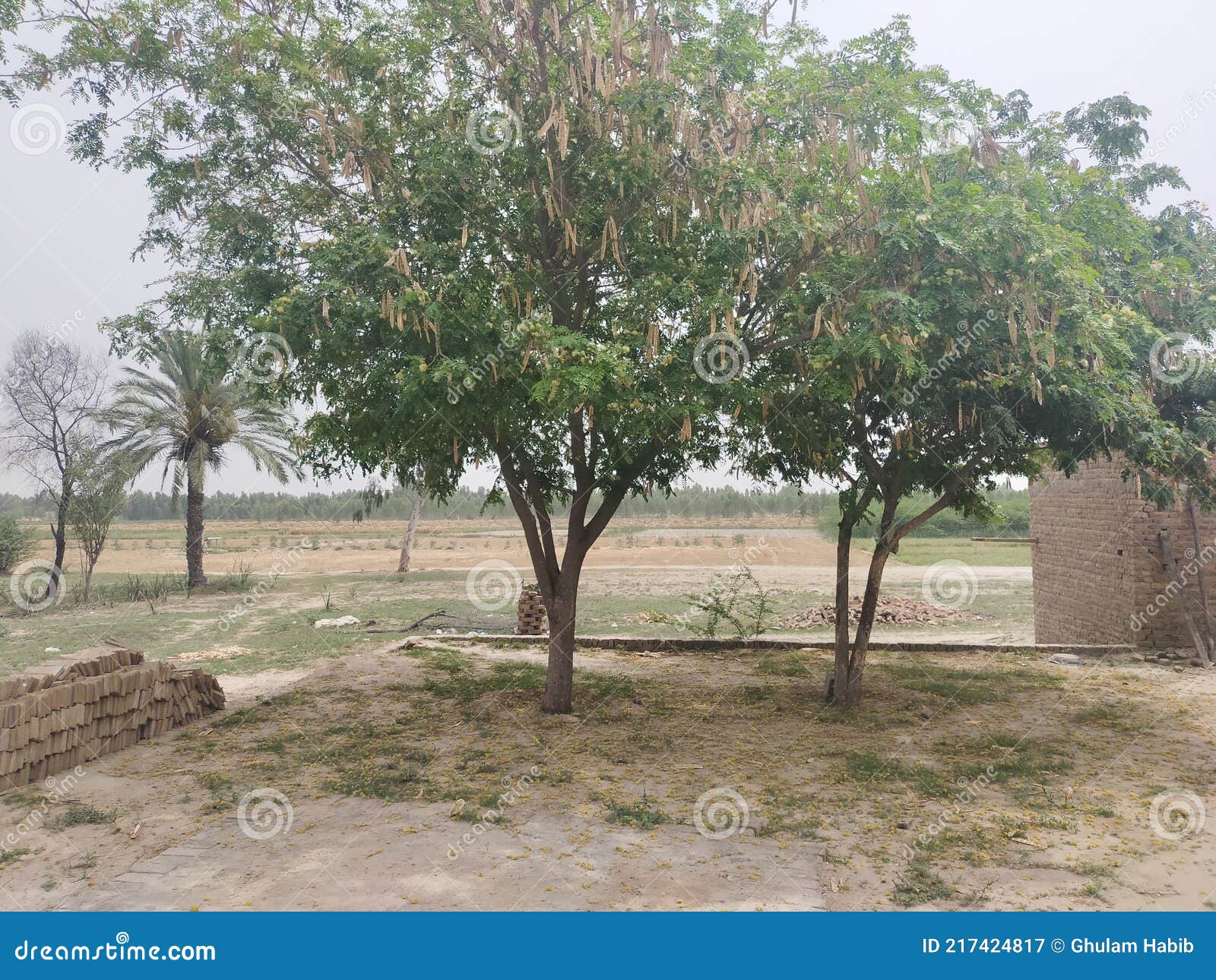 Good tree hot weather best stock image. Image of weather - 217424817