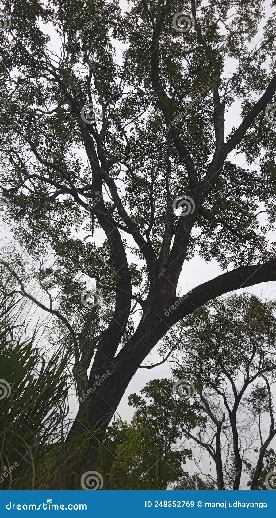 Good tree stock image. Image of good, manoj, tree, hand - 248352769