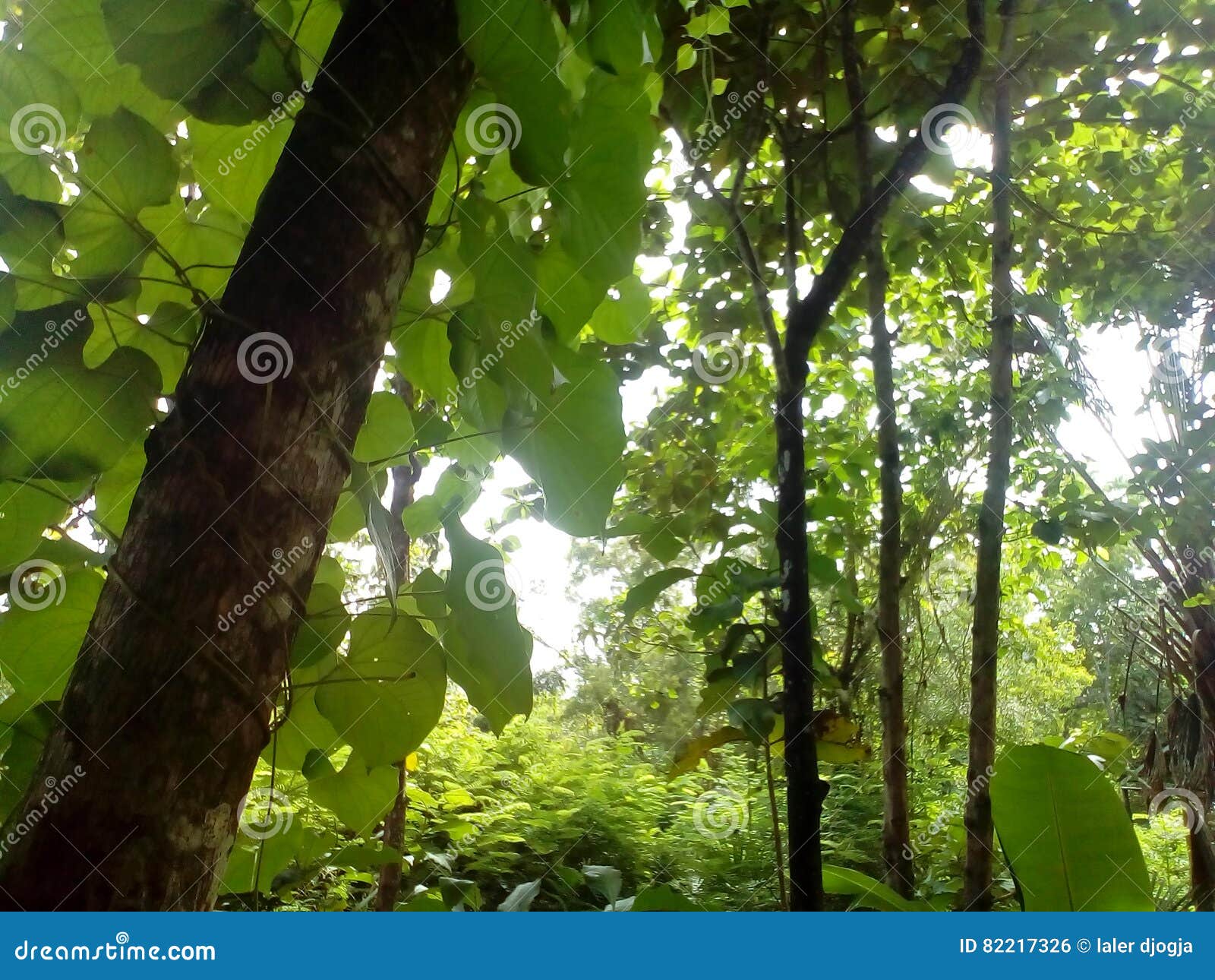 Good view stock photo. Image of leaf, view, nature, good - 82217326