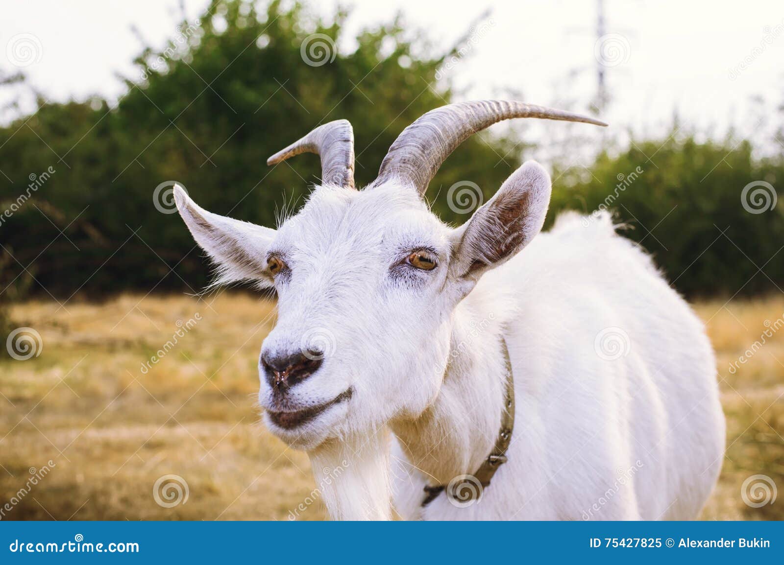 Good White Horned Goat in the Pasture Stock Image - Image of farm, goat ...
