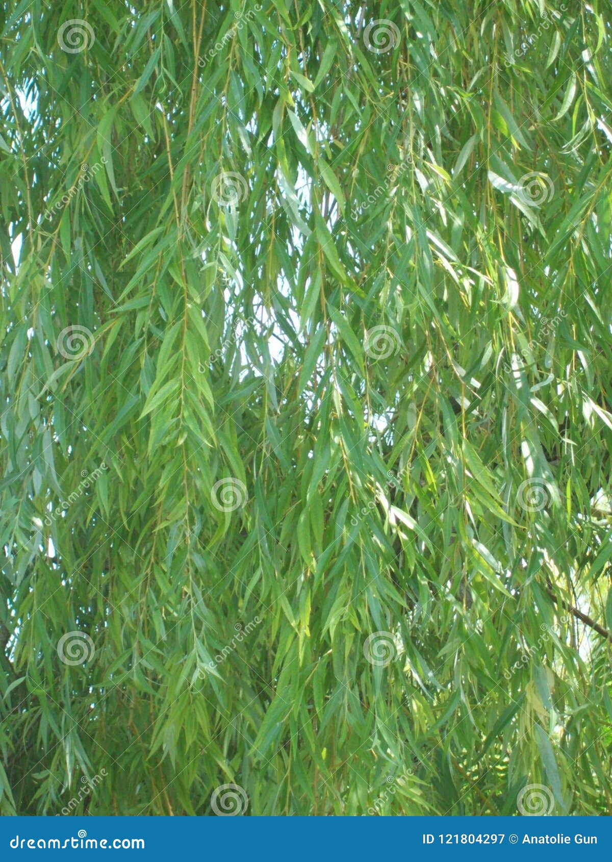 Willow branches stock image. Image of braiding, branches - 121804297