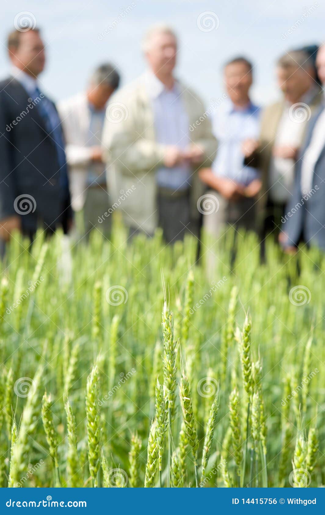 Good yield of wheat stock photo. Image of graminoid, people - 14415756
