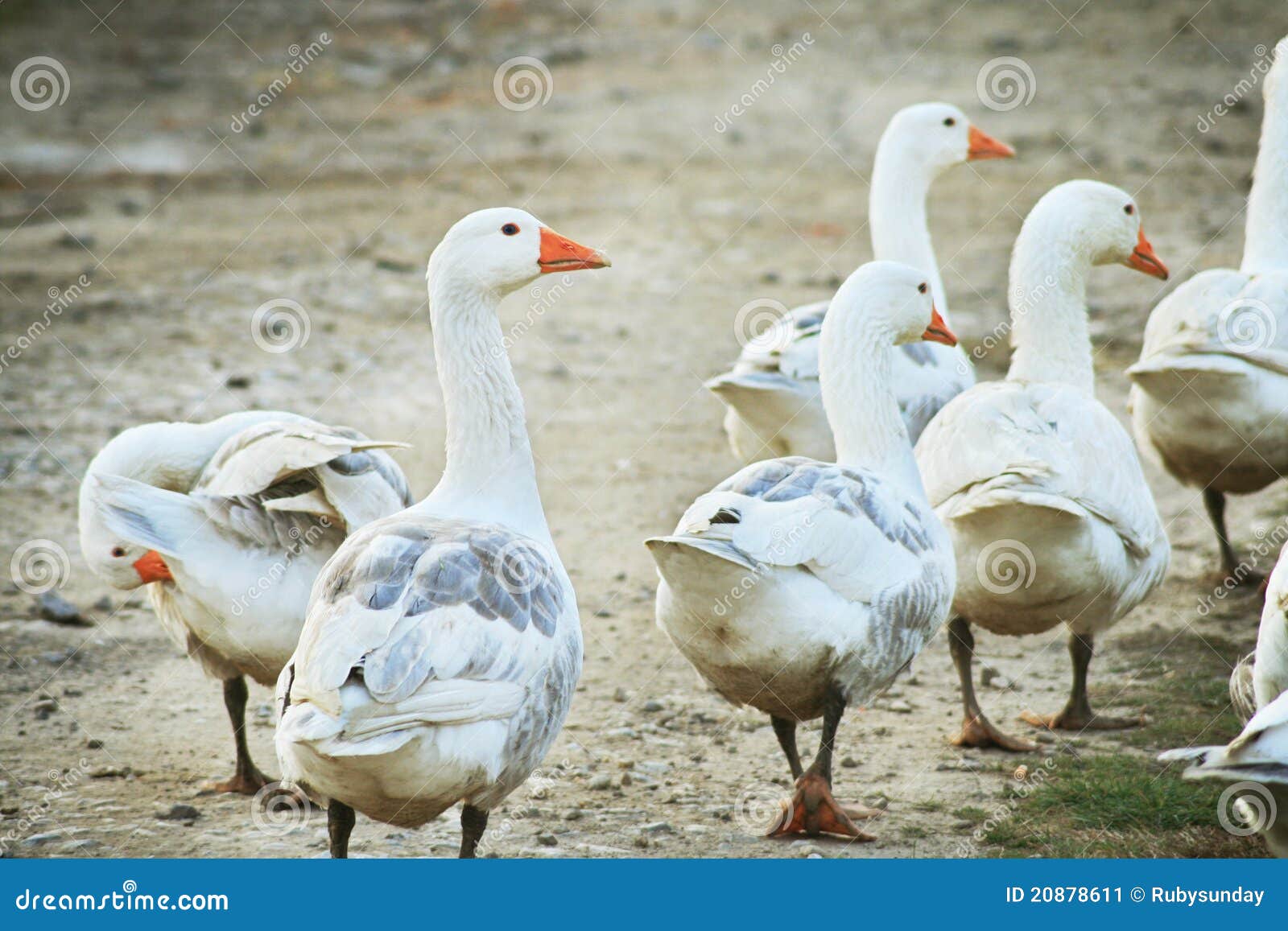 Goodbye geese stock image. Image of feathers, natural - 20878611