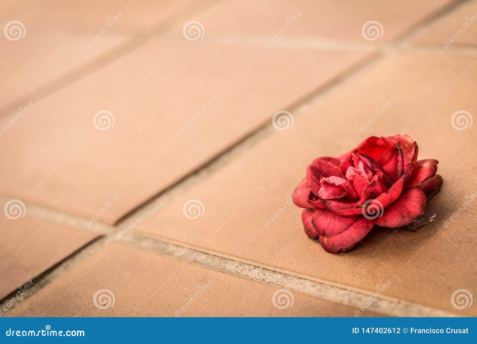 Goodbye Rose. Conceptual and Abstract Photo Stock Photo - Image of ...