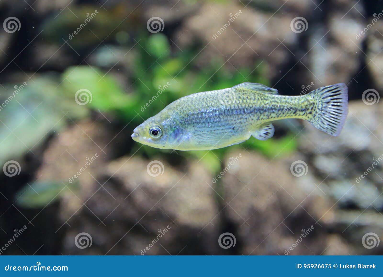 Goodeid de la mariposa imagen de archivo. Imagen de pescados - 95926675