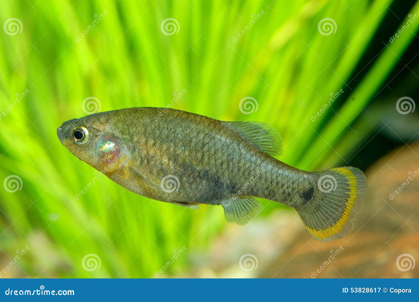 Goodeid fish stock image. Image of water, macro, poecilia - 53828617