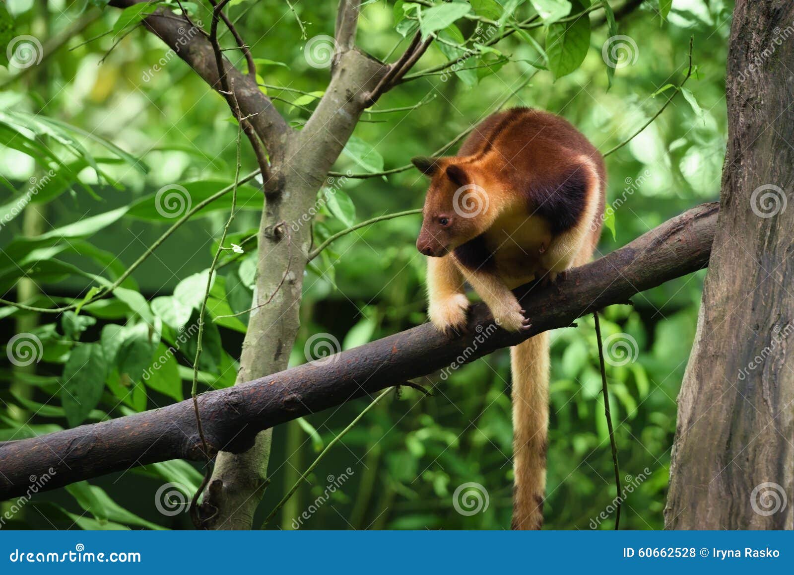 Goodfellow s tree kangaroo stock photo. Image of golden - 60662528