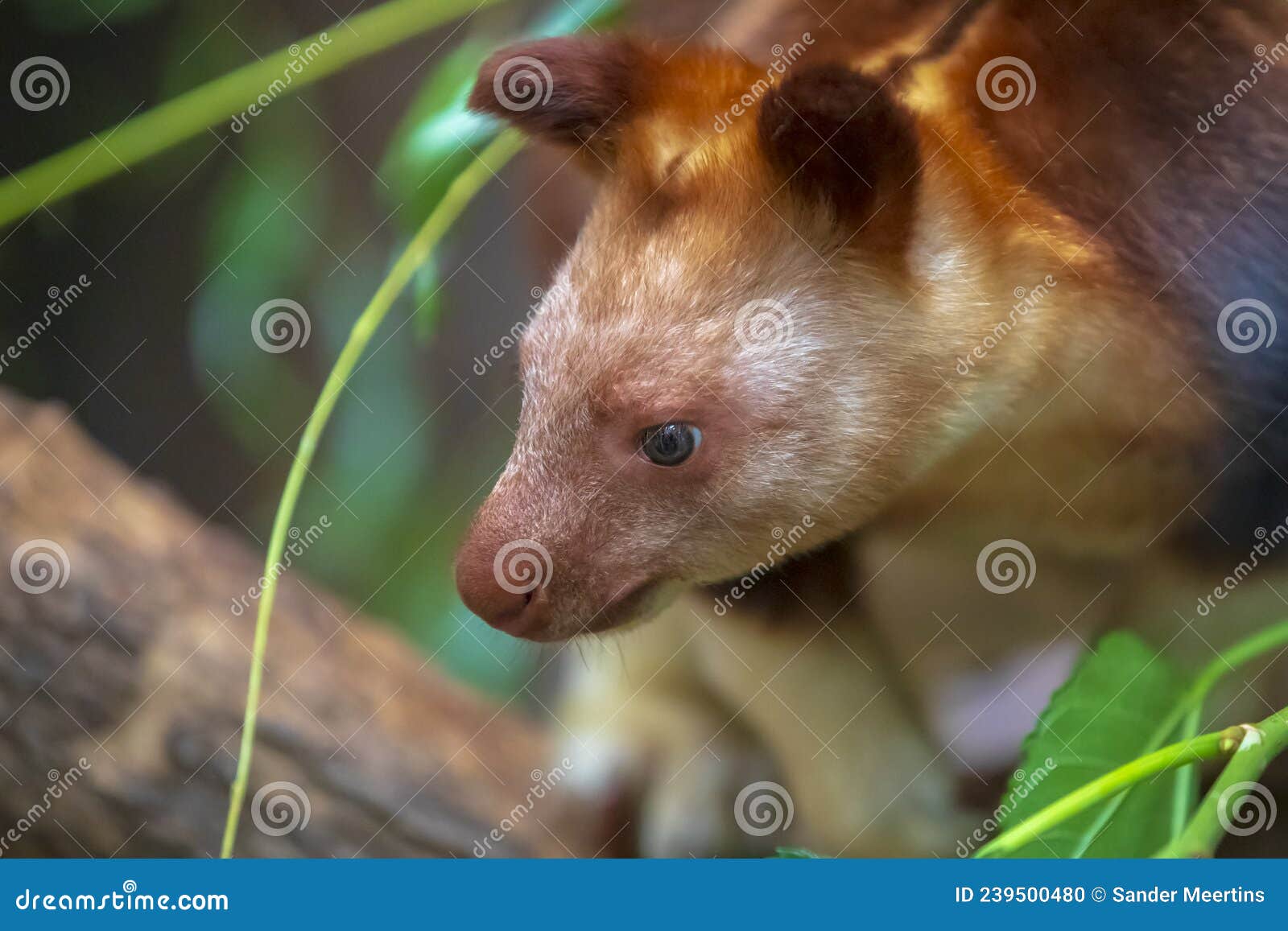 Goodfellow`s Tree-kangaroo Dendrolagus Goodfellowi Stock Photo - Image ...