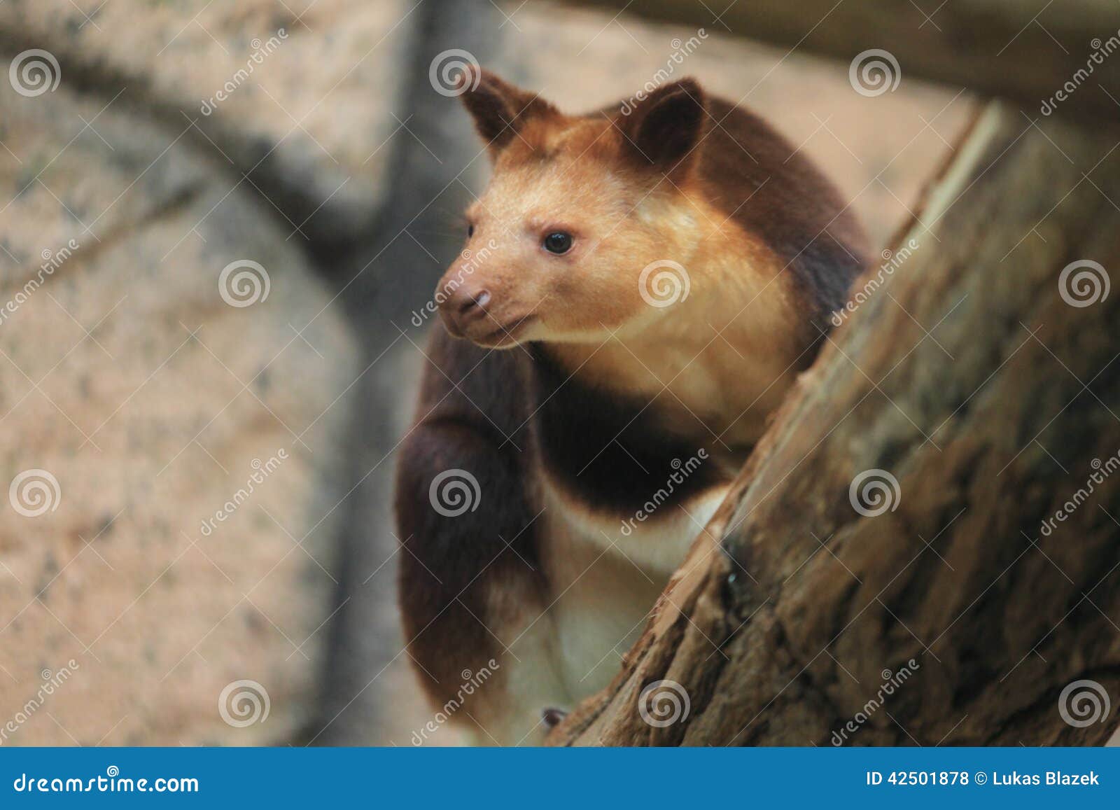 Goodfellow s tree-kangaroo stock photo. Image of marsupial - 42501878