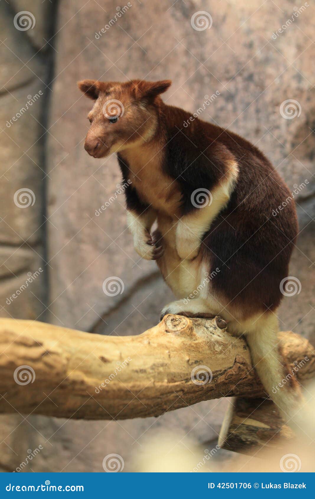 Tree-kangaroo In Taronga Zoo, Syndey Australia Royalty-Free Stock ...
