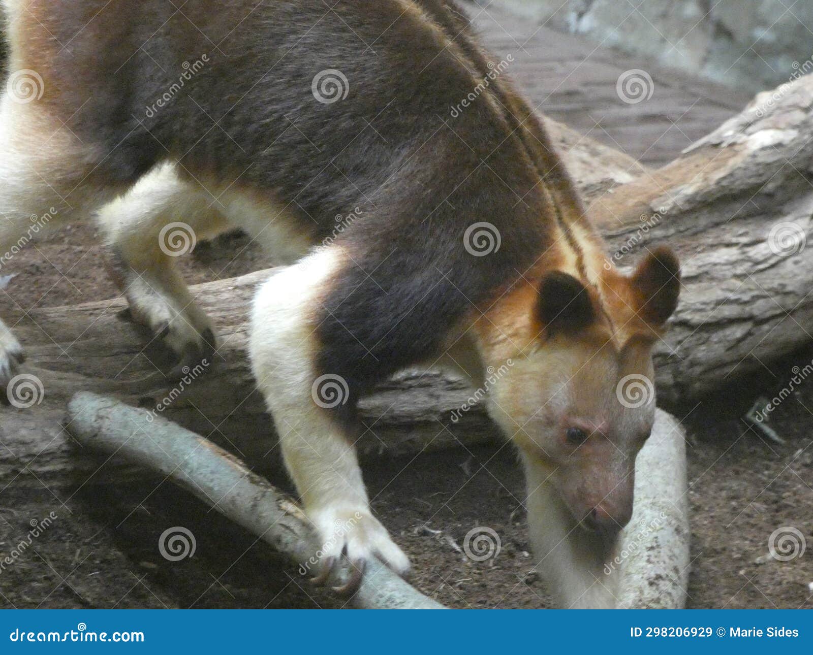 Goodfellows Tree Kangaroo stock image. Image of australia - 298206929