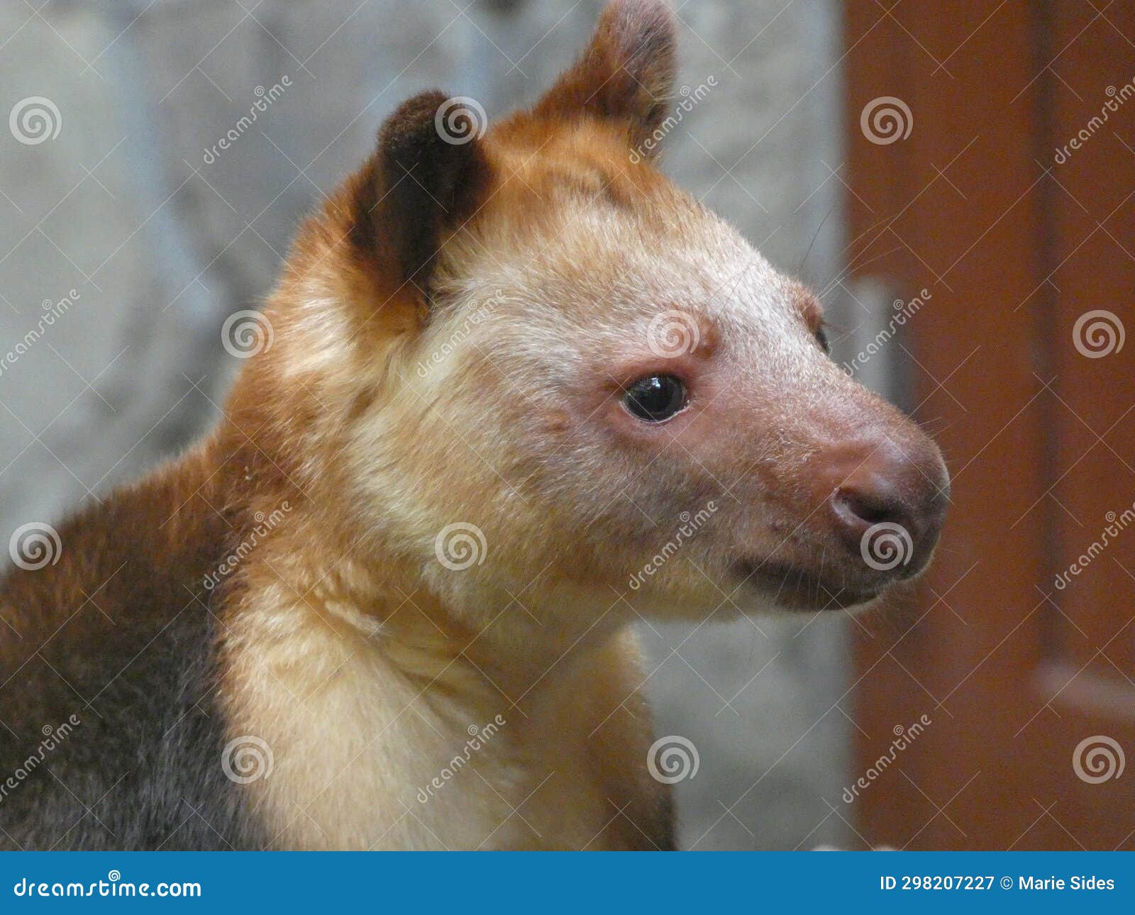 Goodfellows Tree Kangaroo stock image. Image of australian - 298207227