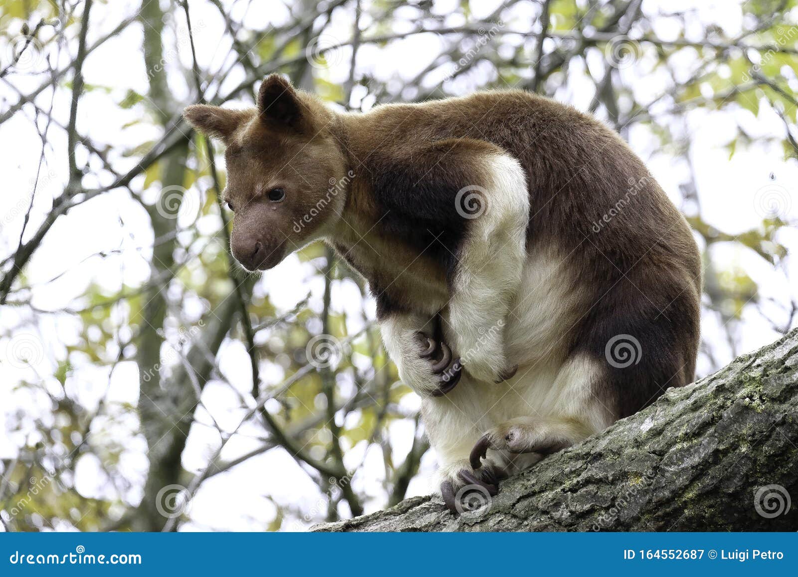 Goodfellows Tree Kangaroo, Chester Zoo Stock Image - Image of branch ...