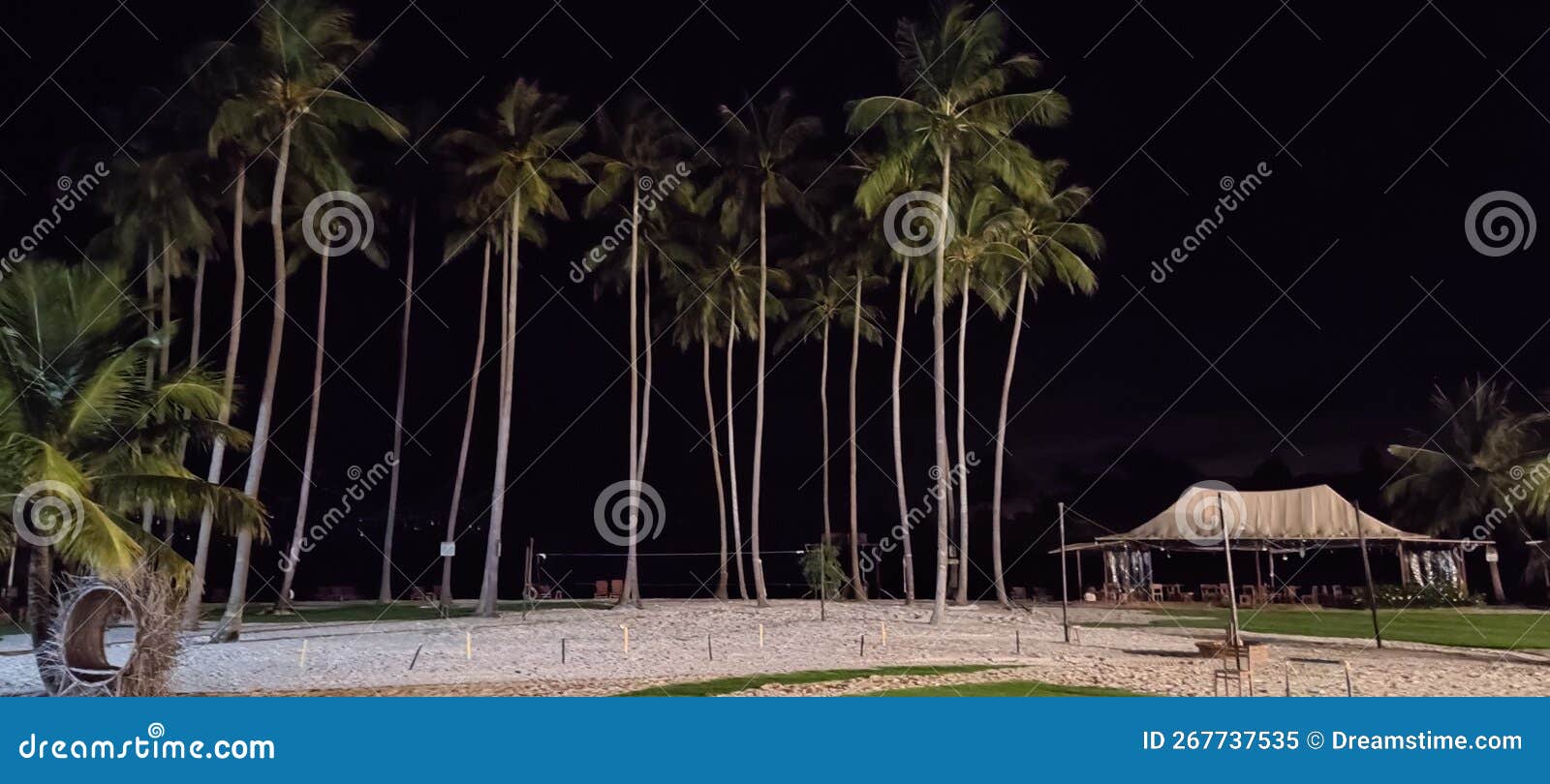 Goodnight coconut tree stock image. Image of night, flower - 267737535