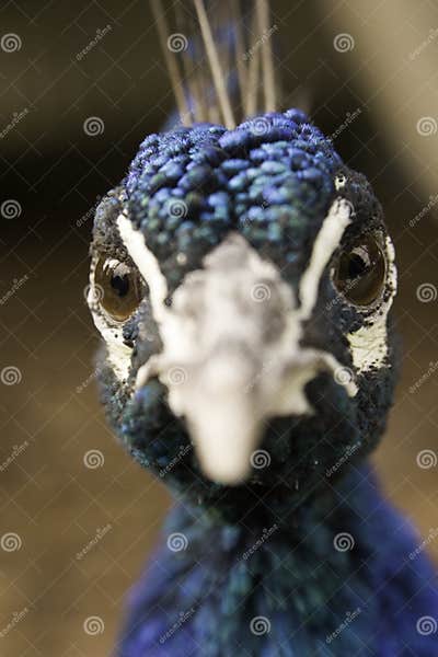 Goofy stock image. Image of peacock, combo, dingbat, brown - 422465