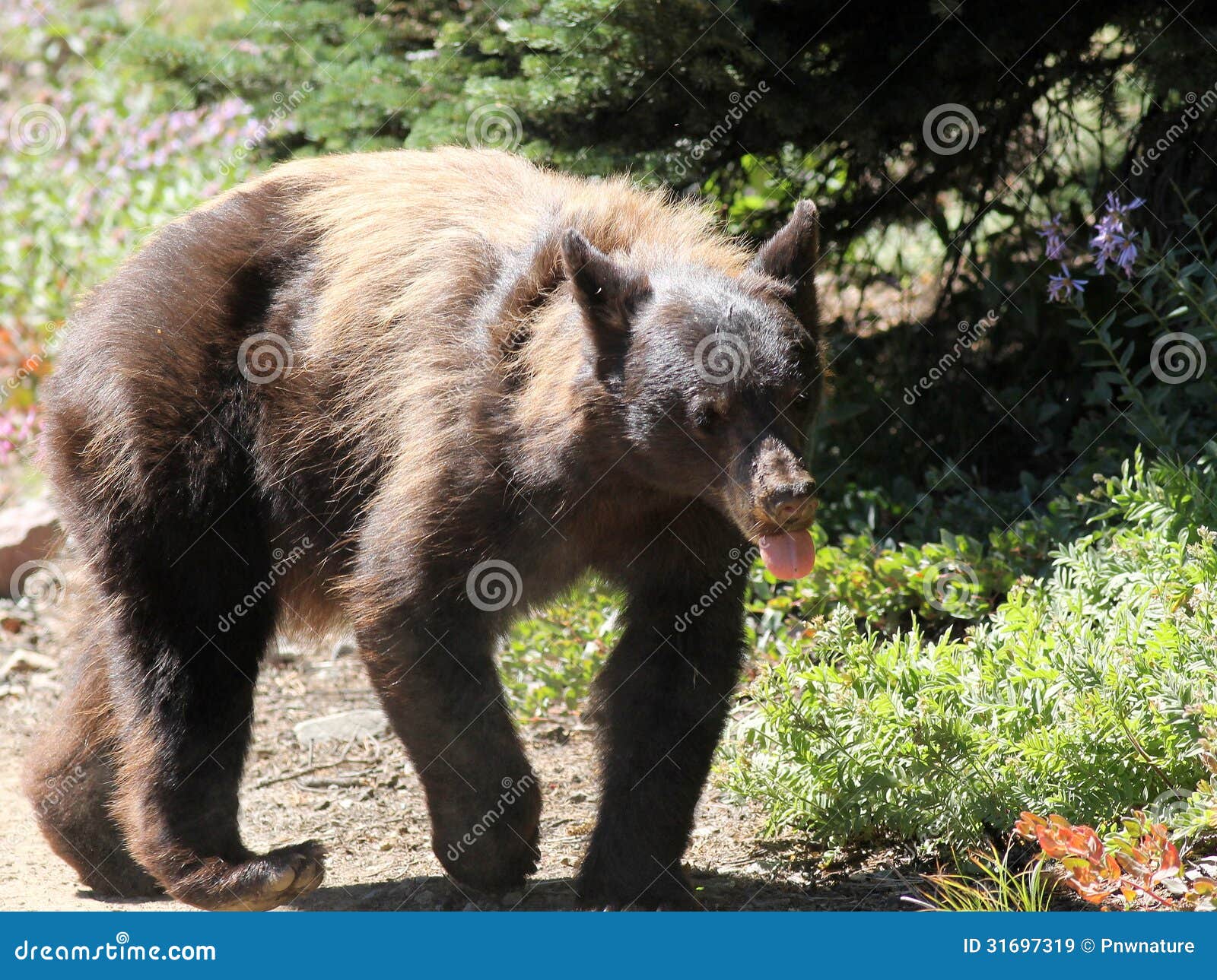 Goofy Bear stock image. Image of wild, grass, goofy, juvenile - 31697319