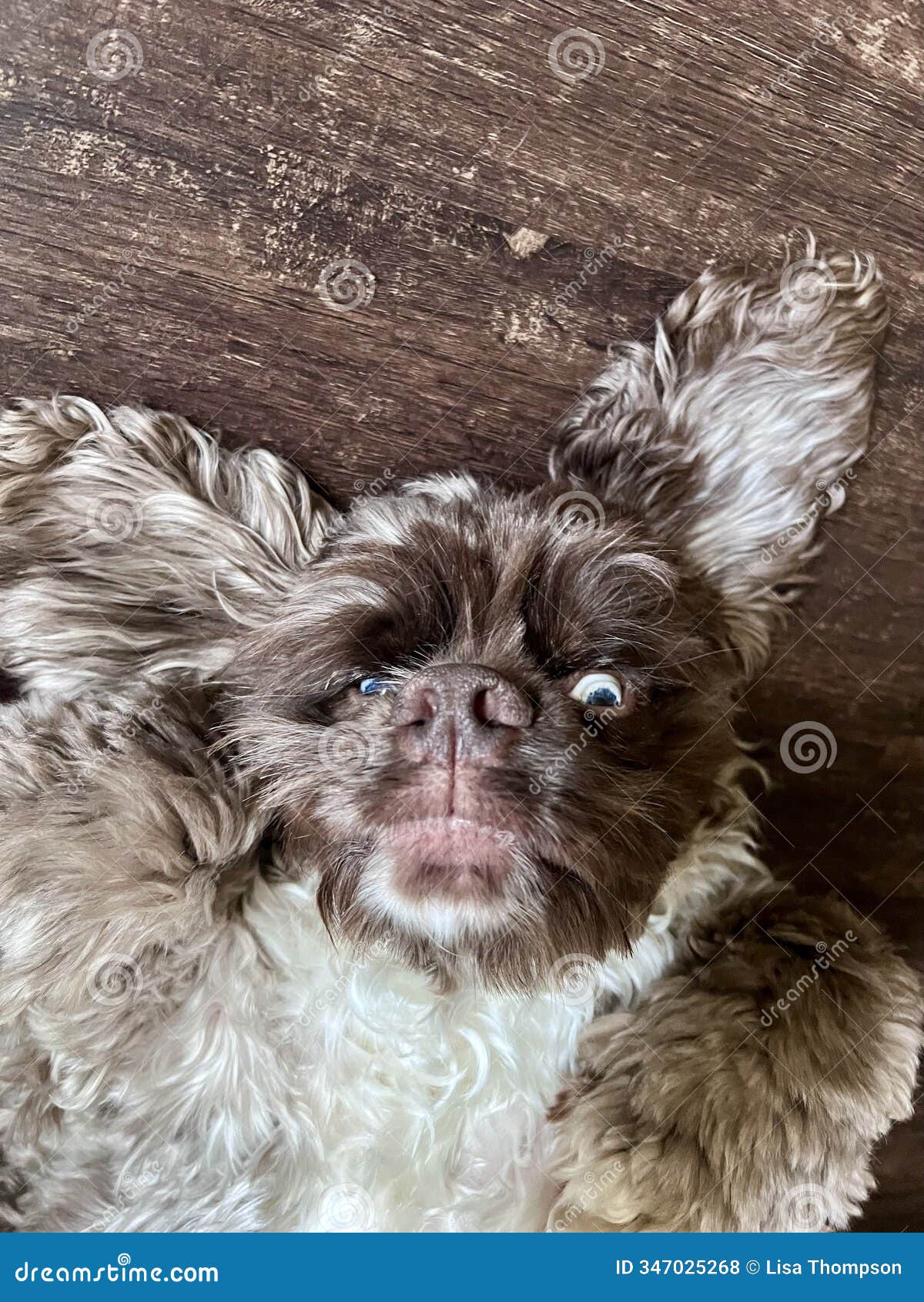 Goofy Cocker Spaniel Lying on His Back Stock Photo - Image of fluffy ...