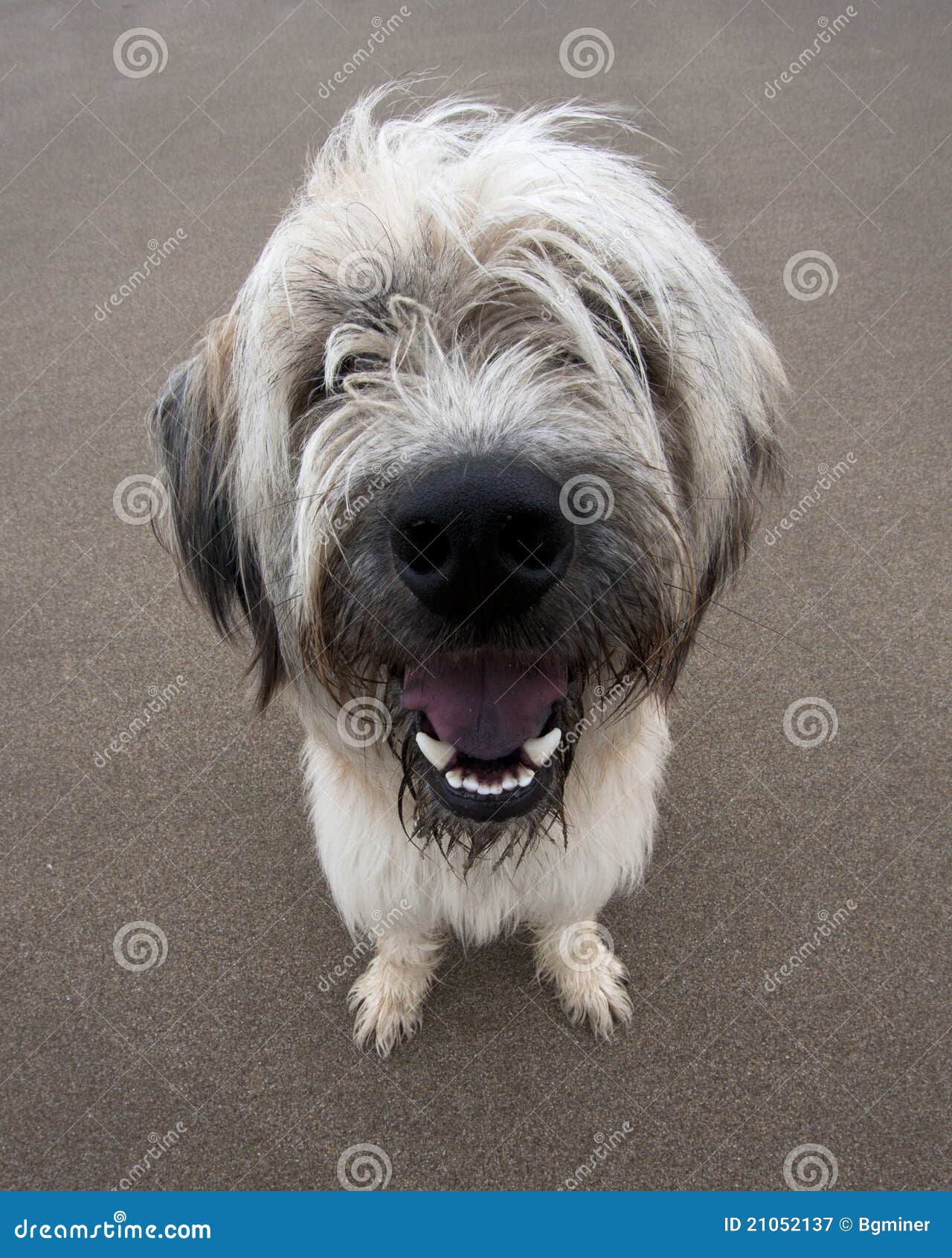 Goofy dog stock image. Image of silly, animal, blond - 21052137