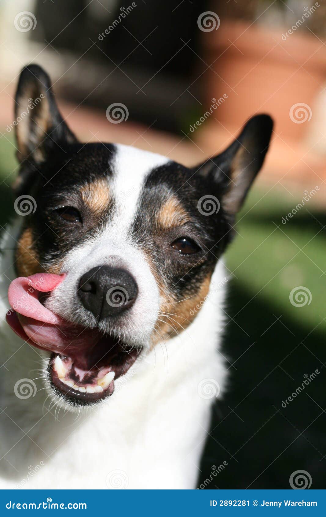 Goofy Dog Picture. Image: 2892281