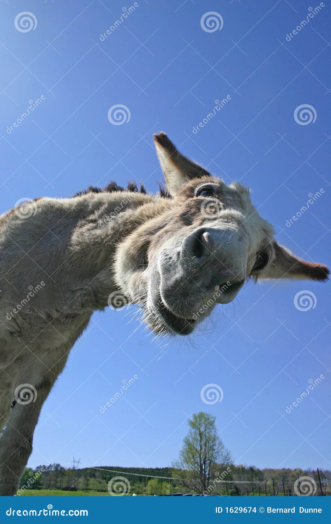 Goofy Donkey stock photo. Image of look, head, funny, goofy - 1629674
