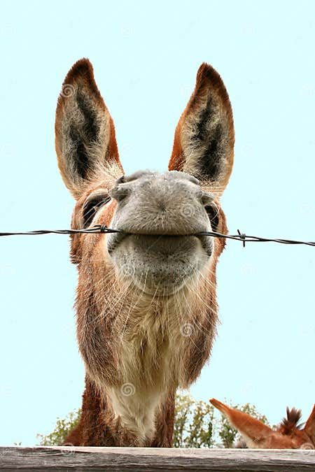 Goofy Donkey stock photo. Image of curious, tame, snout - 2266736