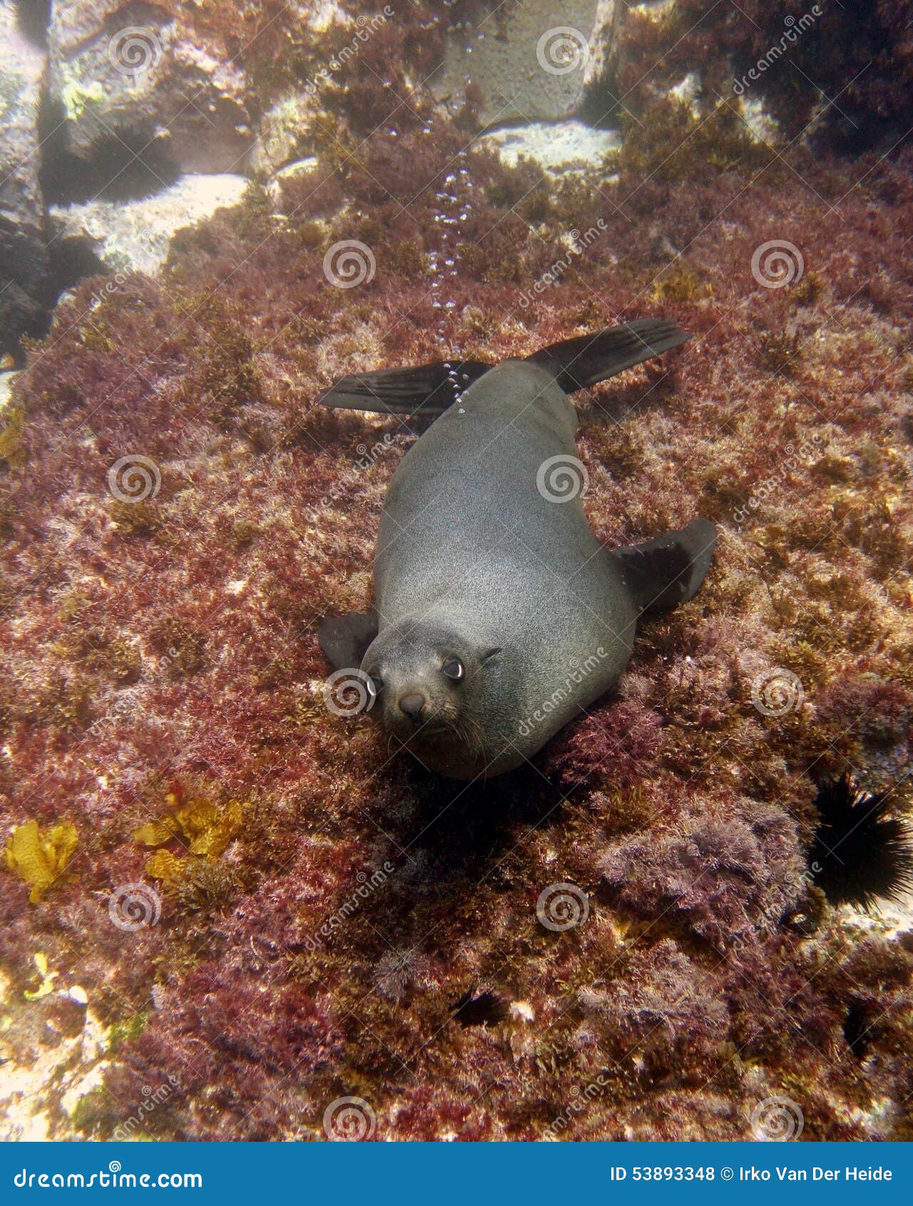 Goofy fur seal stock photo. Image of funny, goofy, seal - 53893348